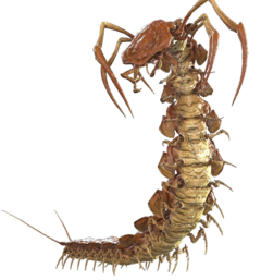 Monsters - Dark and Darker Wiki