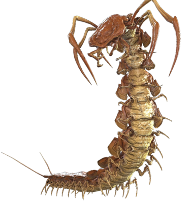 Giant Centipede - Dark and Darker Wiki